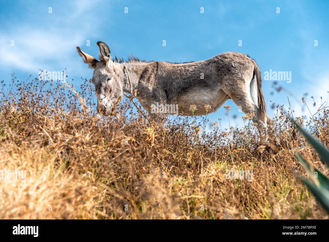 donkey grazing in the mountain nature Stock Photo - Alamy