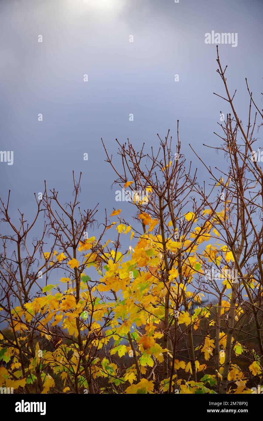 Vertical photo of maple tree with yellow leaves against moody sky with ...