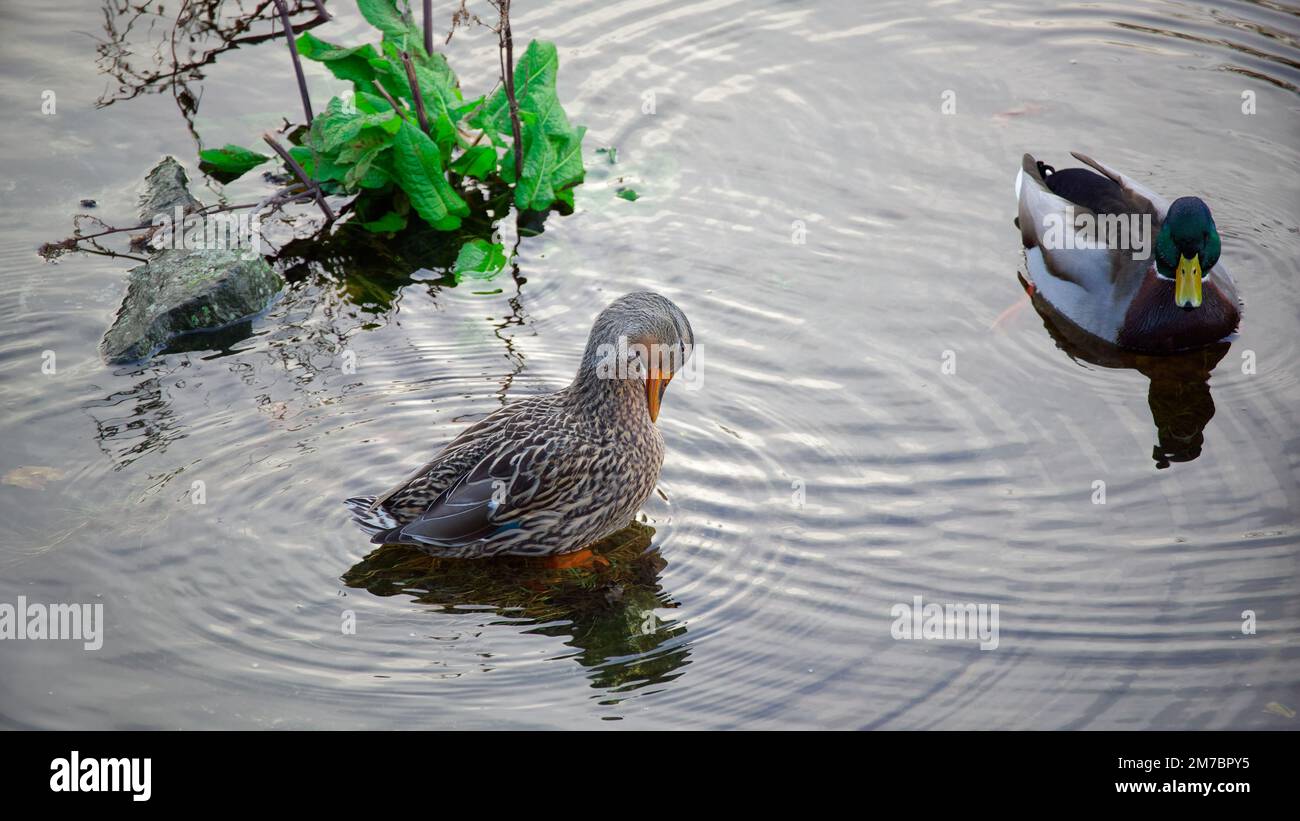 Couple of mallard ducks (Anas platyrhynchos) spotted in river Dargle in ...