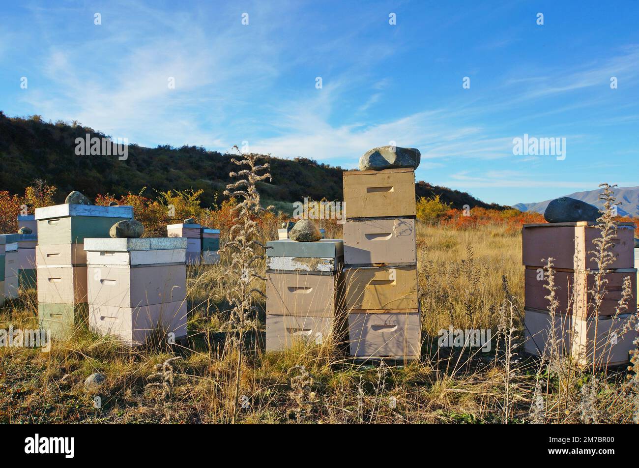 Stacks of pastel-coloured honey bee hives in the wilds of the ...