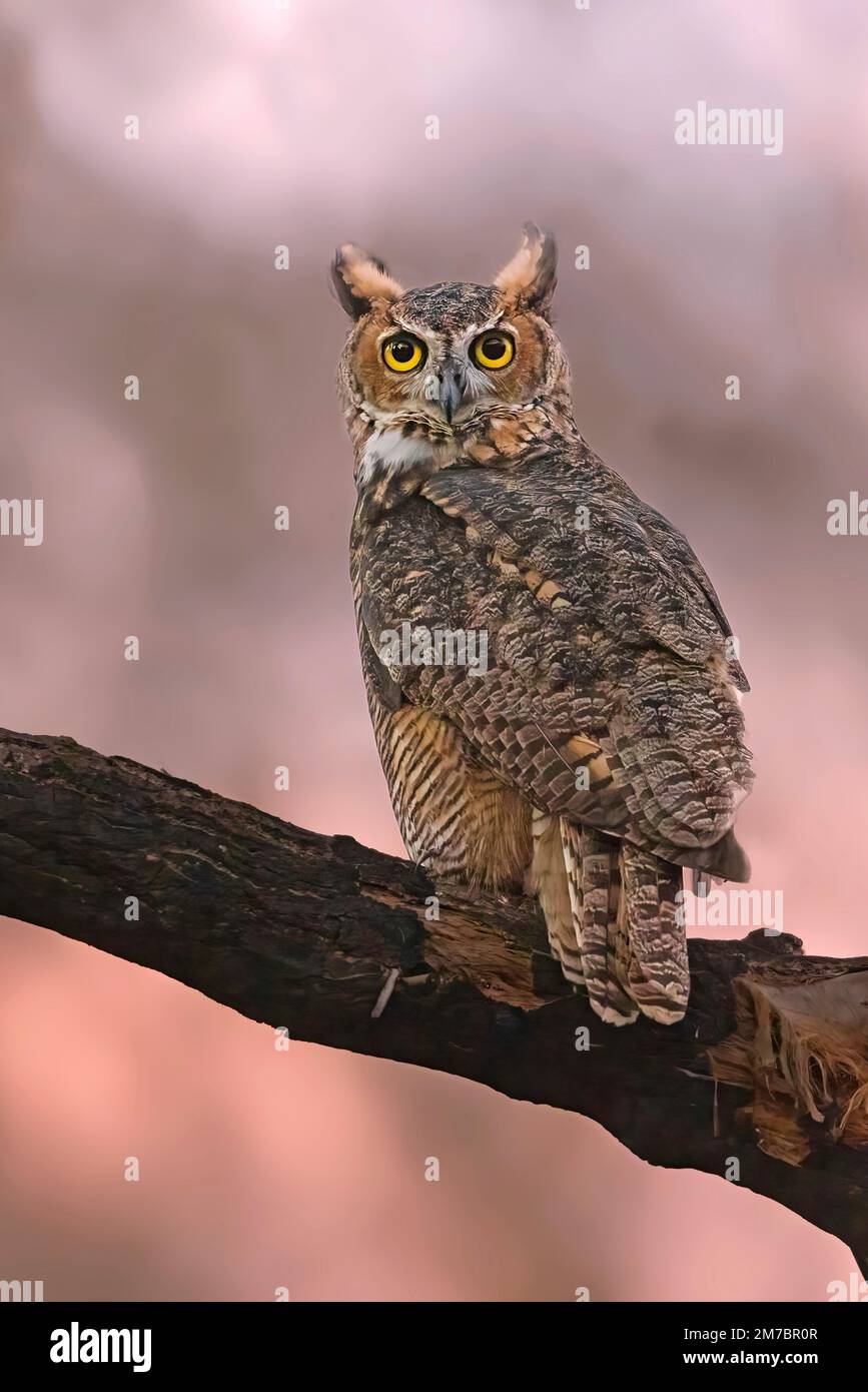 A vertical closeup of a great horned owl, Bubo virginianus Stock Photo ...