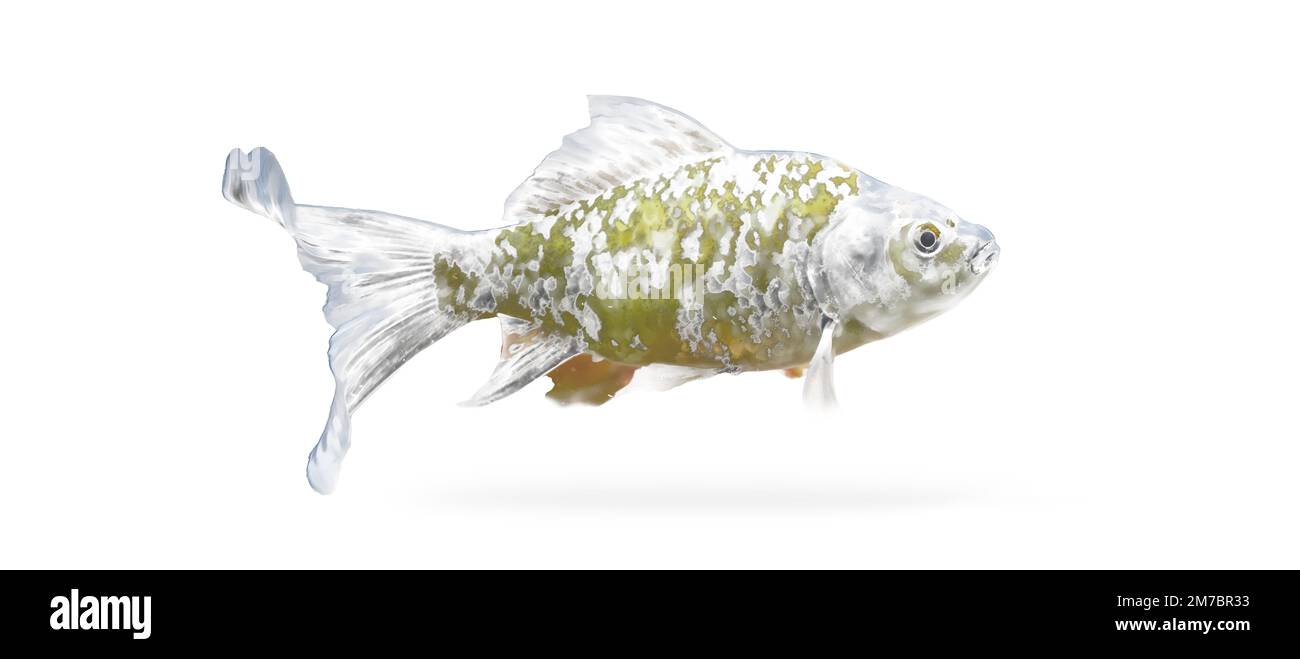 Transparent black and white fish without background Stock Photo - Alamy