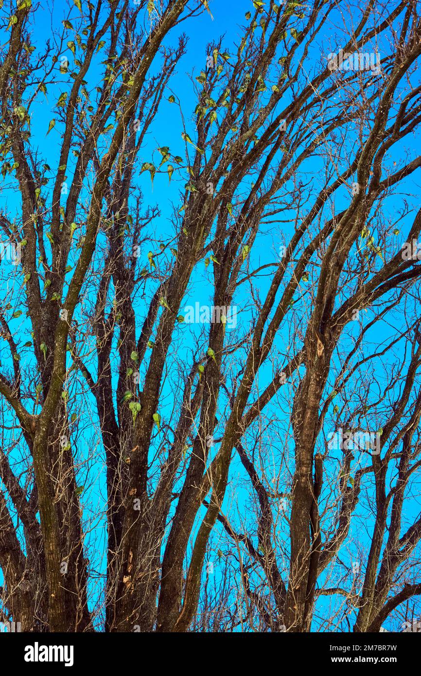 Resting green ring-necked parakeets in their trees at night Stock Photo ...