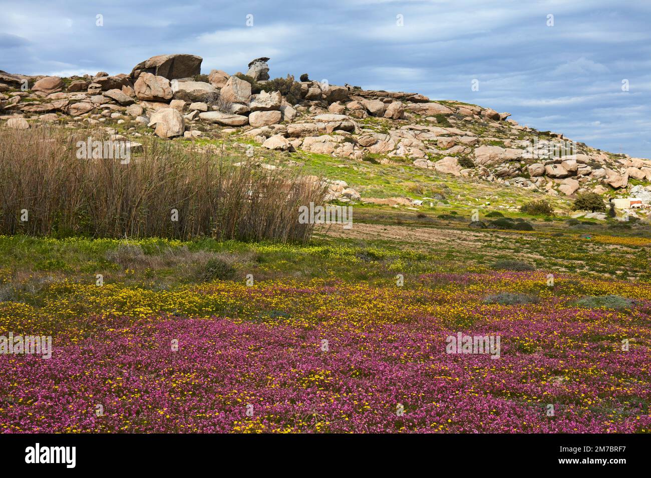 Early wildflowers hi-res stock photography and images - Alamy