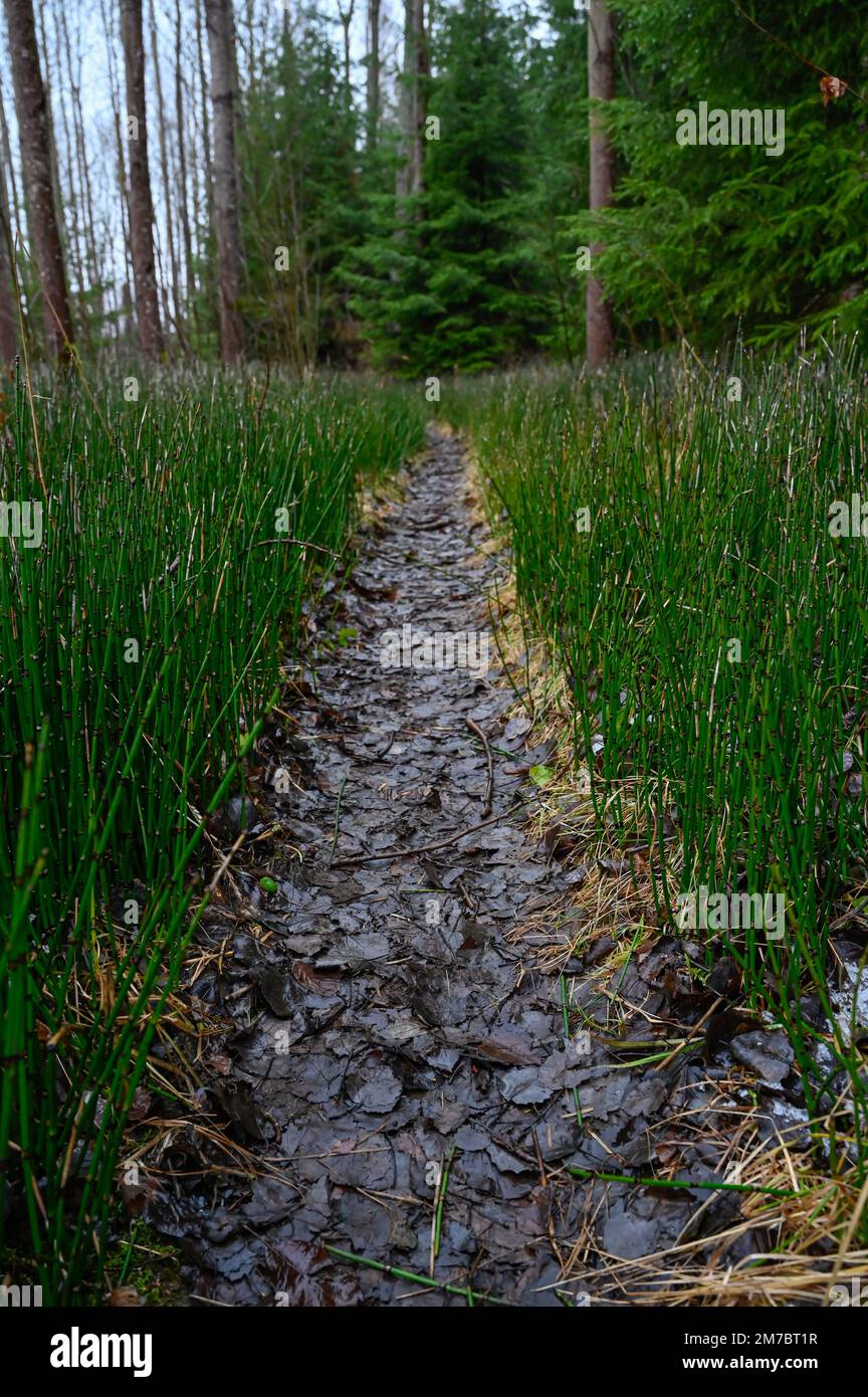 low perspective over narrow path in forest Stock Photo - Alamy