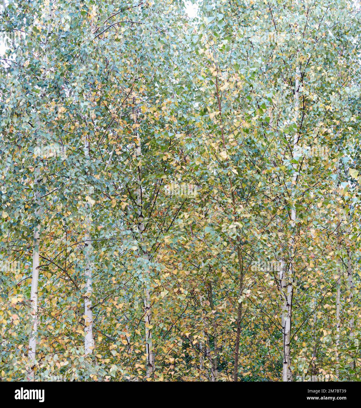 Tapestry of weeping birch trees in fall colors Stock Photo - Alamy