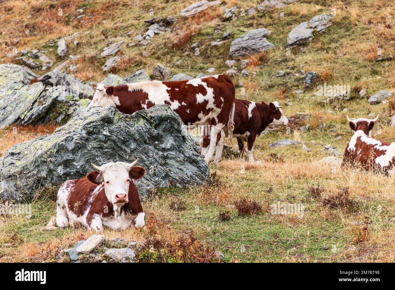 Alpine pasture with sparse autumn already yellowed grass and cows with ...