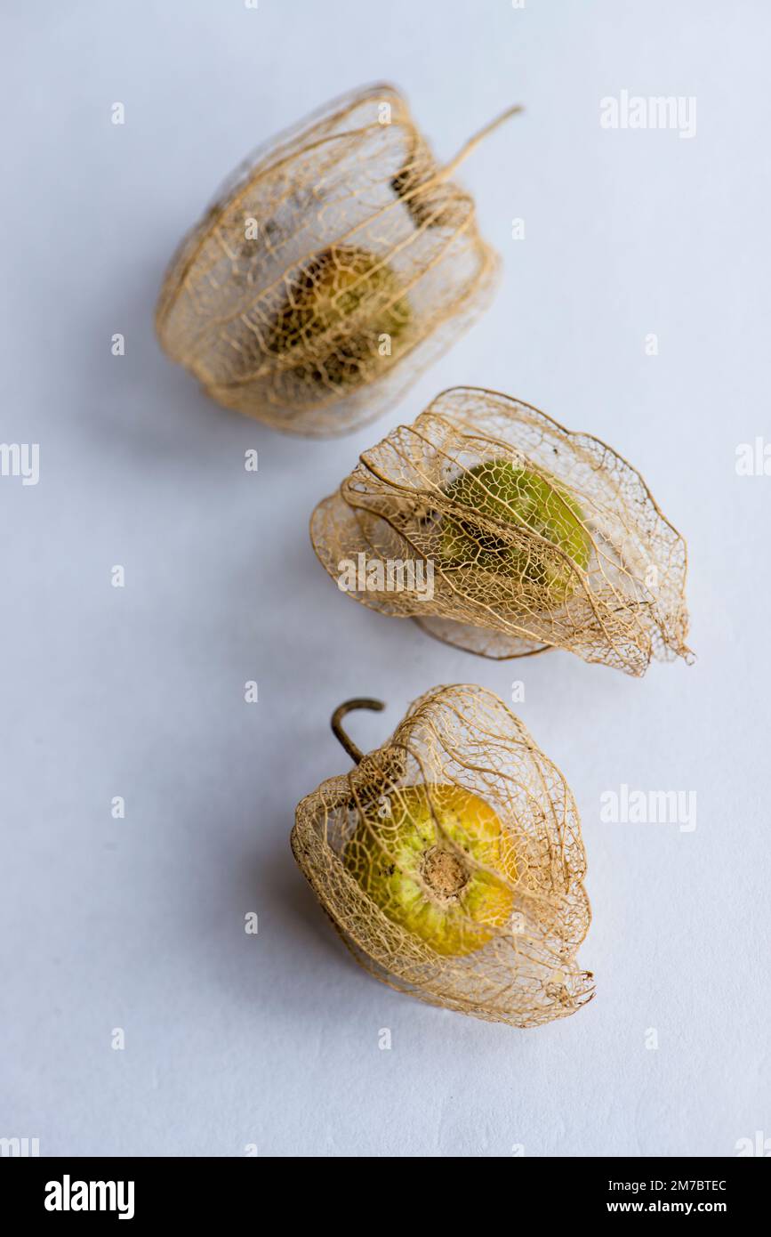 Green lantern plant hi-res stock photography and images - Alamy