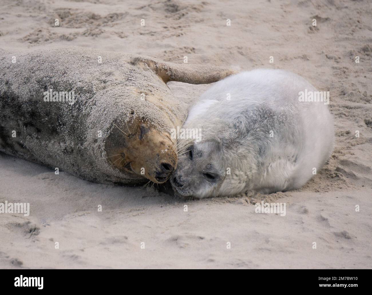 A closeup view of two cute and fluffy seals lying together on the sand ...