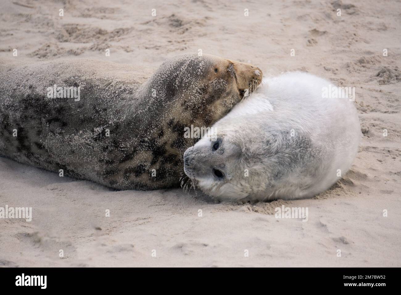 A closeup view of two cute and fluffy seals lying together on the sand in daylight Stock Photo ...