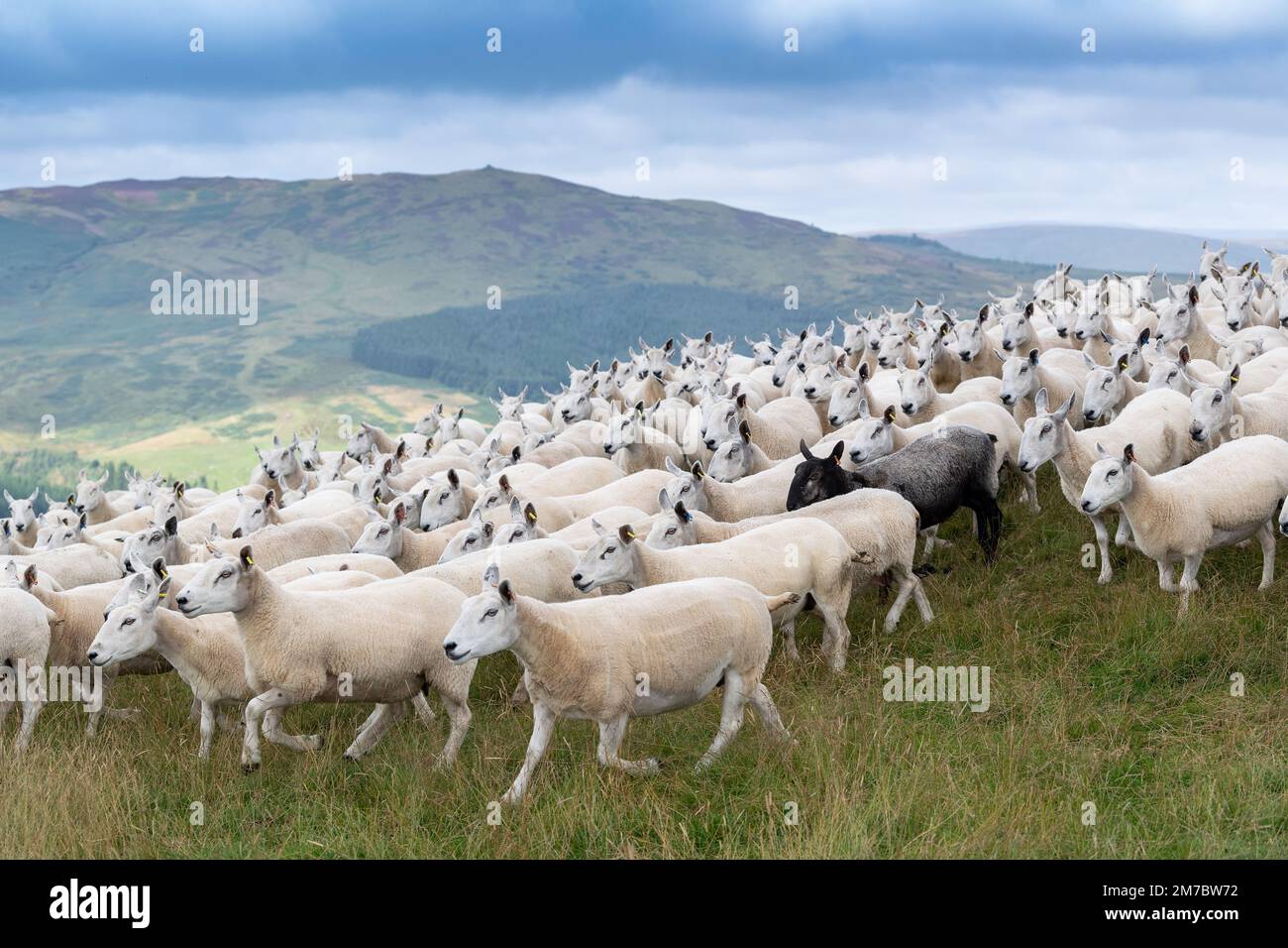 Scottish farming sheep hi-res stock photography and images - Alamy