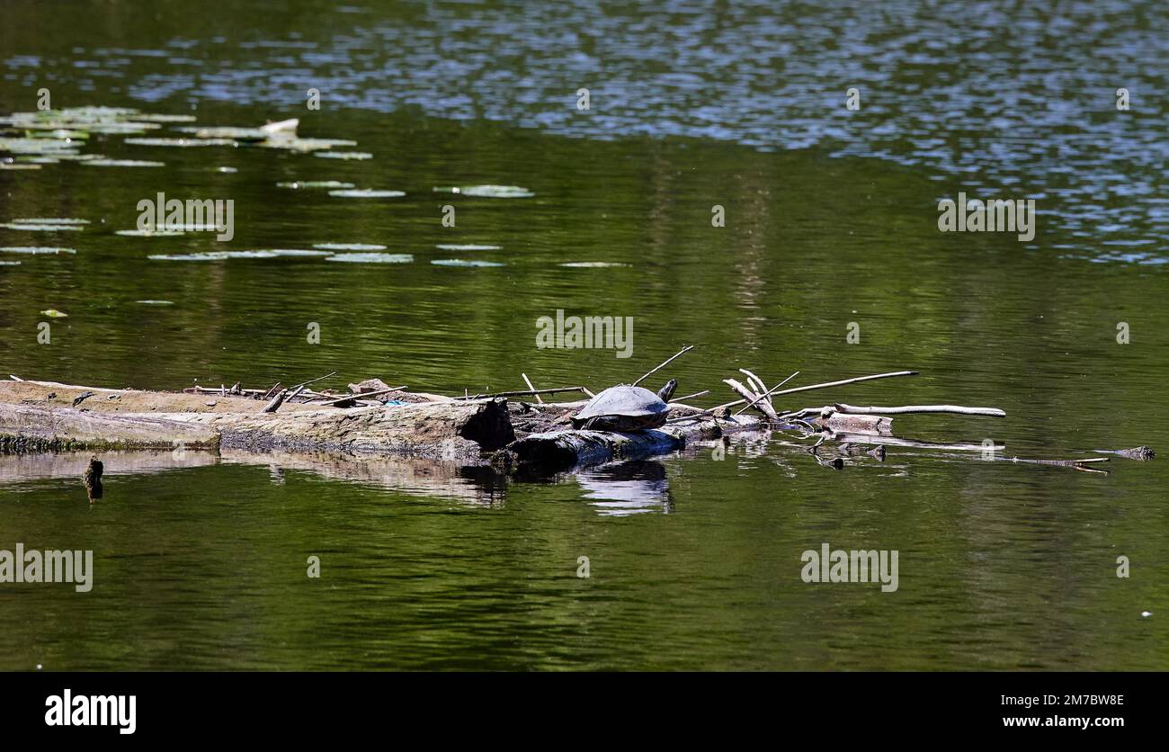 An adorable Eastern Painted Turtle on a log on Isar river in Bavaria ...