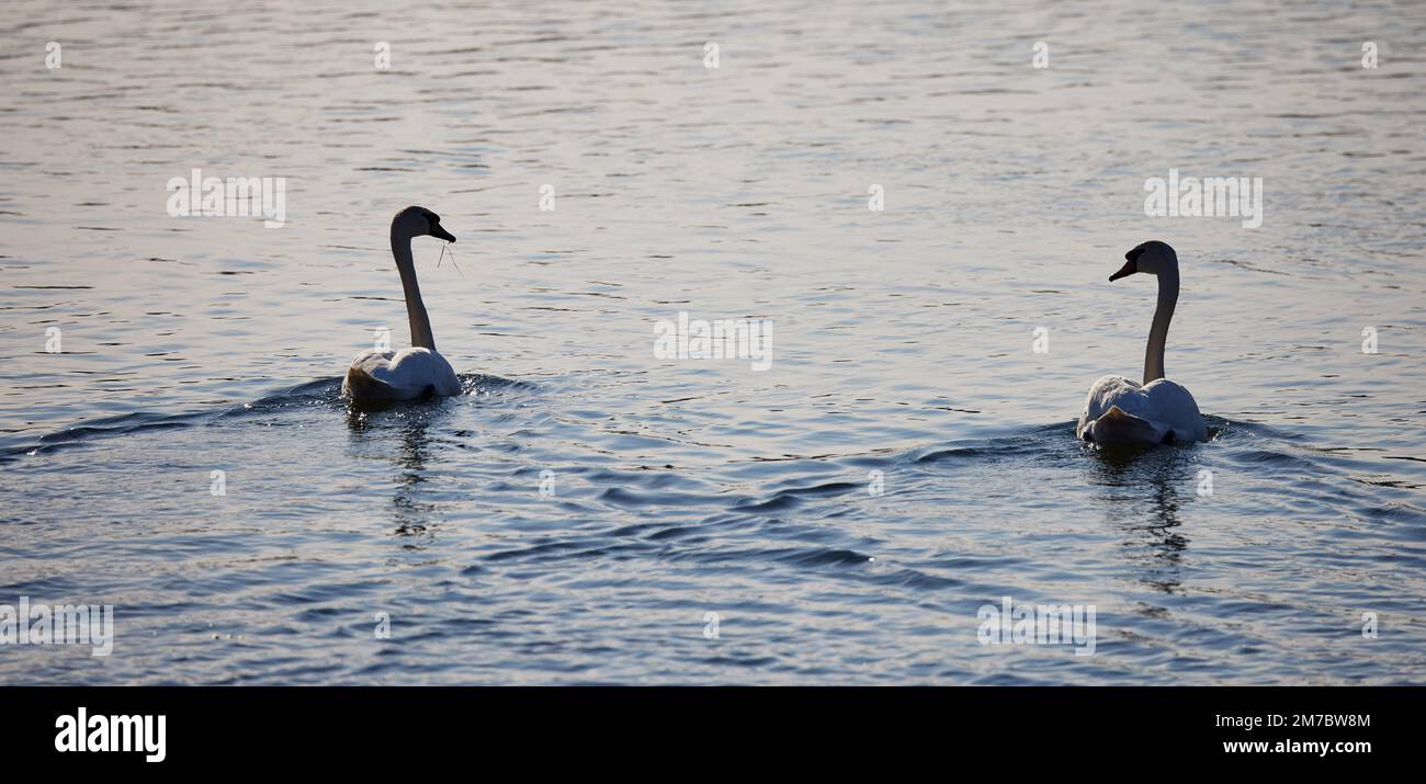 Swans swimming on isar river hi-res stock photography and images - Alamy