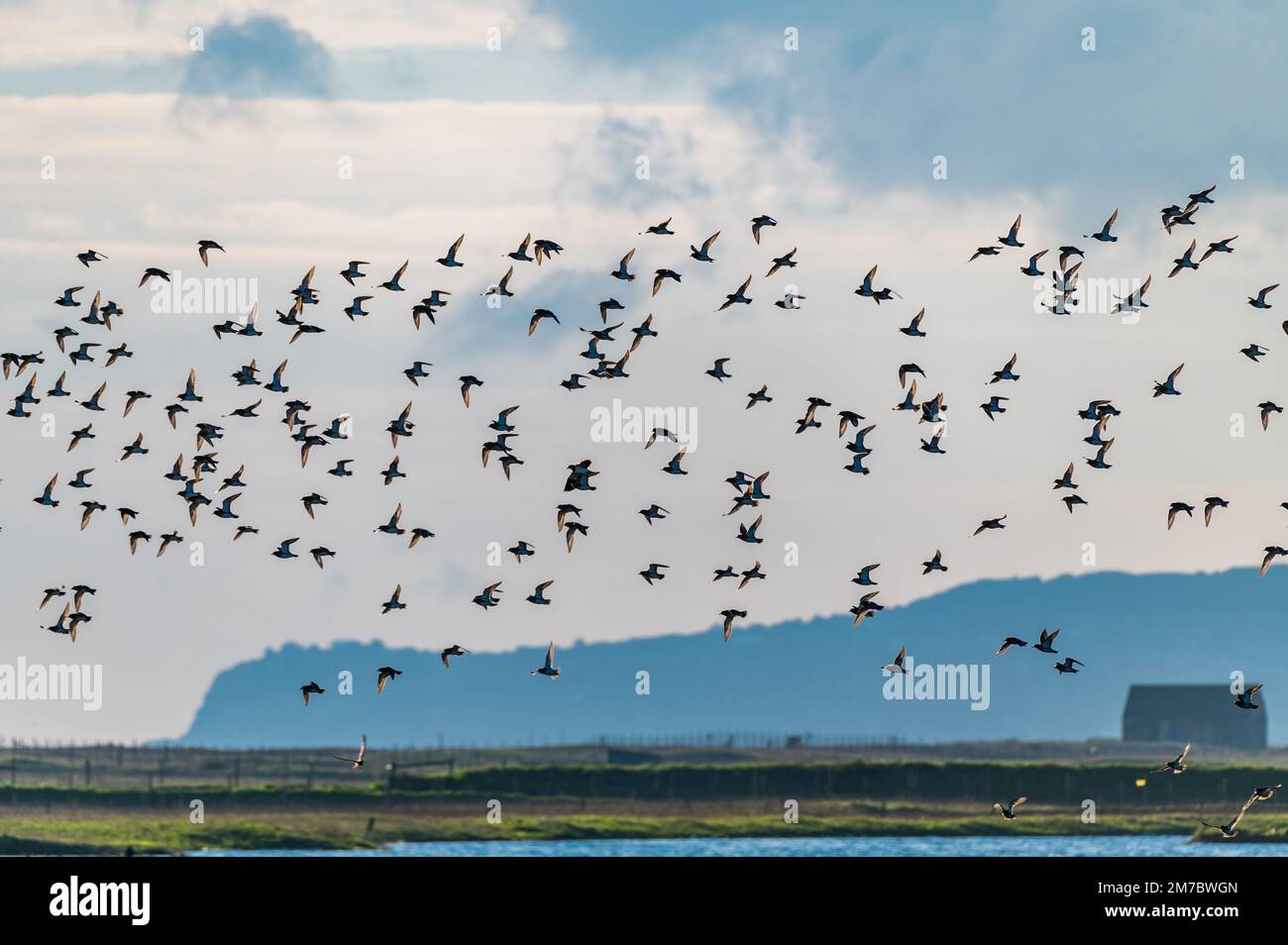 Golden plovers hi-res stock photography and images - Alamy