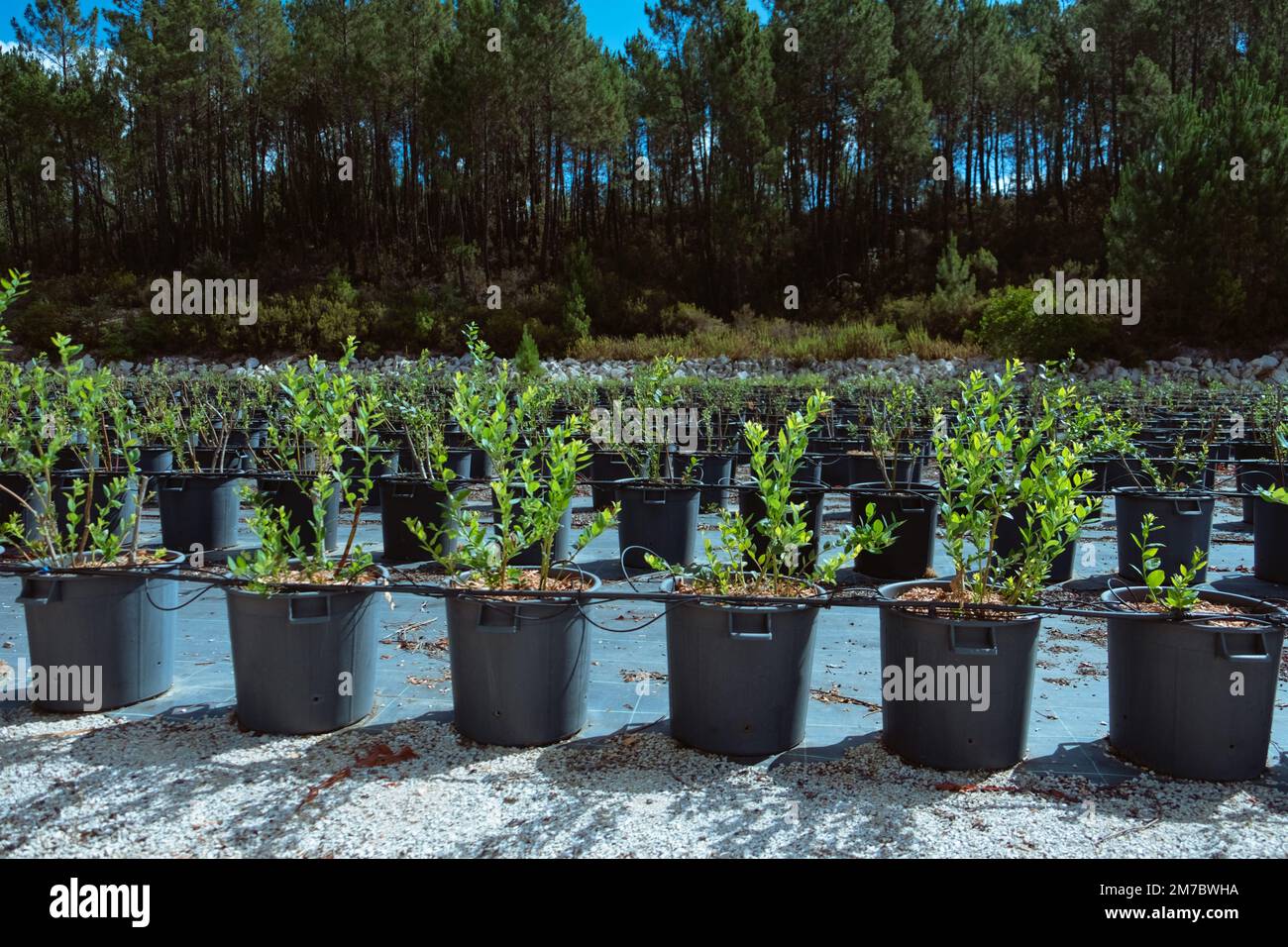 Many blueberry row, agro plastic pots,organic growing, summer ...