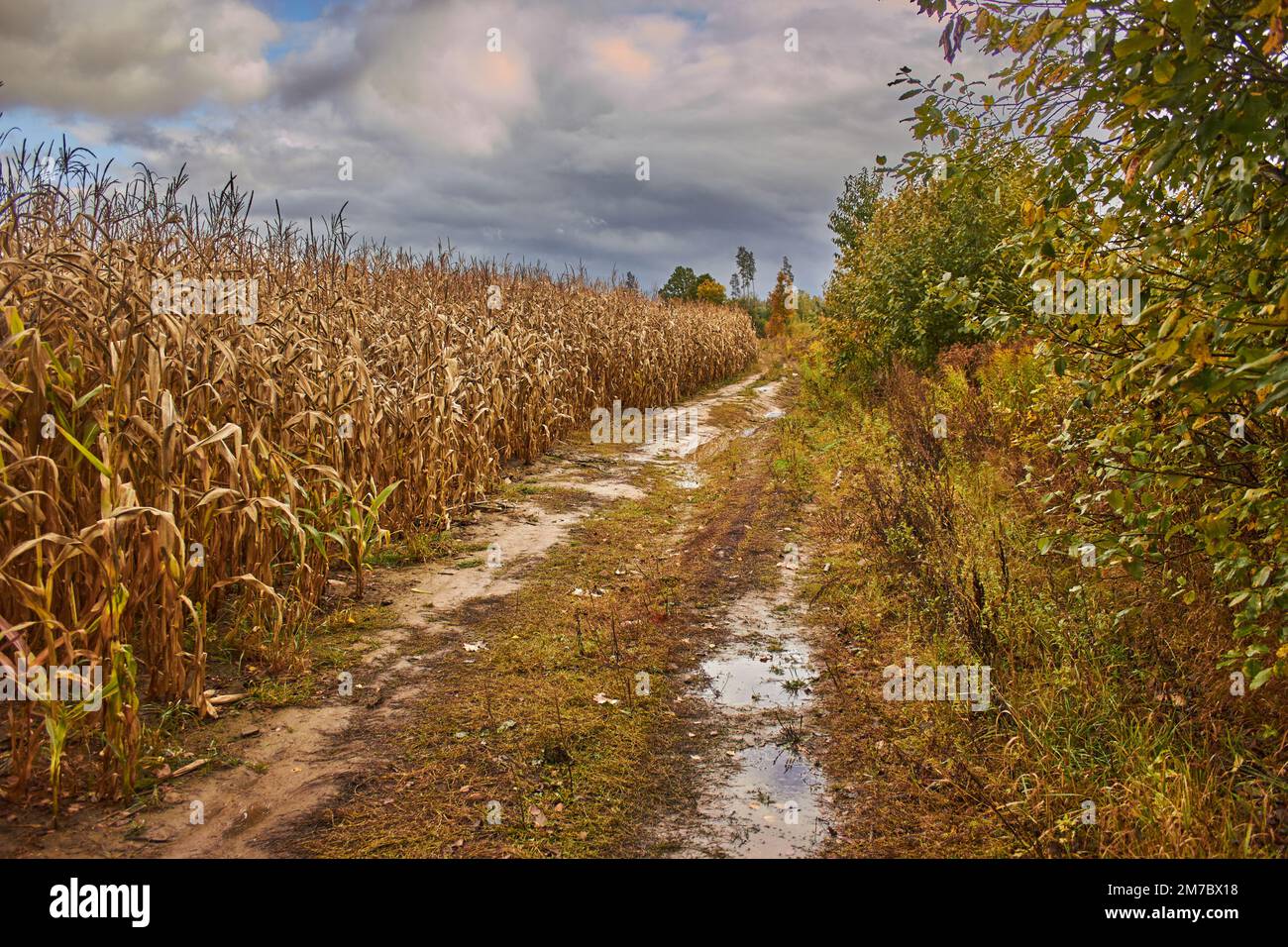 A cornfield and a road in a cloudy rainy day Stock Photo - Alamy
