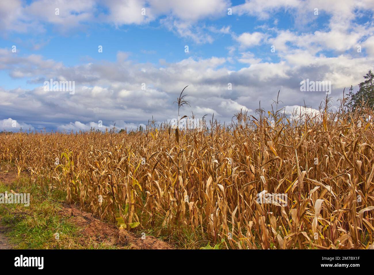 Sunny grassland hi-res stock photography and images - Alamy