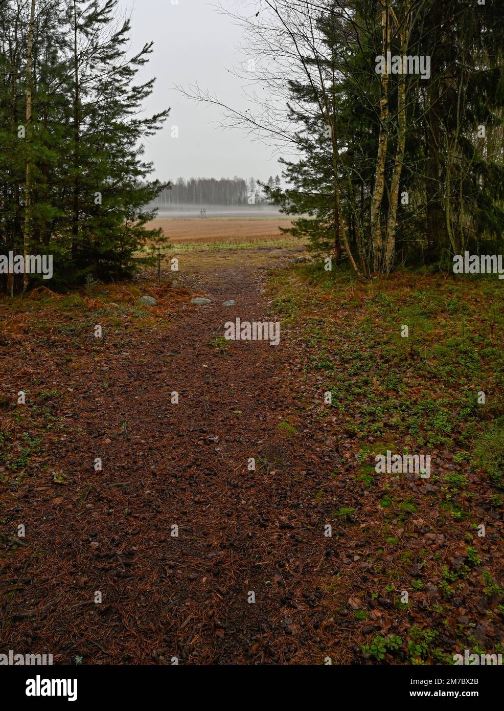 Path forest clearing hi-res stock photography and images - Alamy