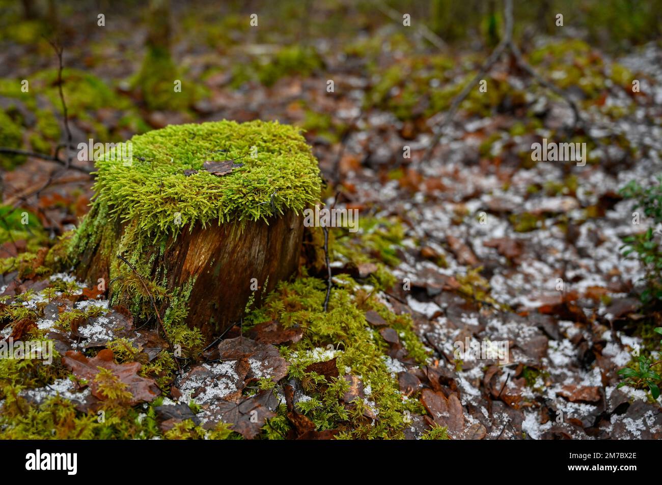 old wooden stump covered in green soft moss Stock Photo - Alamy