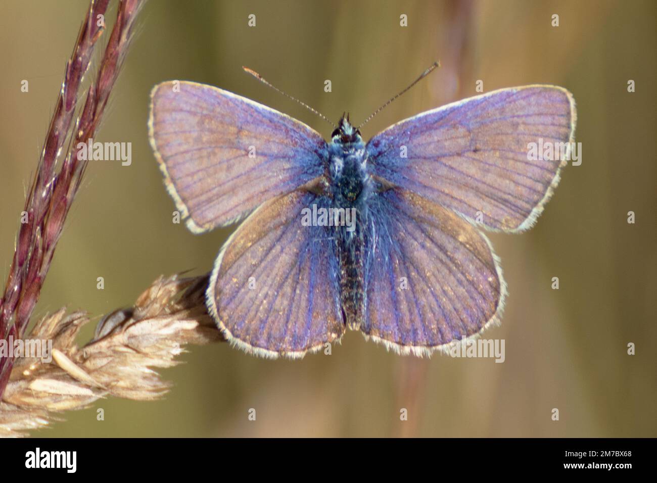Polyommatus icarus butterfly Stock Photo - Alamy