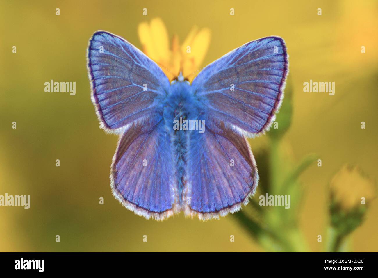 Polyommatus icarus butterfly Stock Photo - Alamy