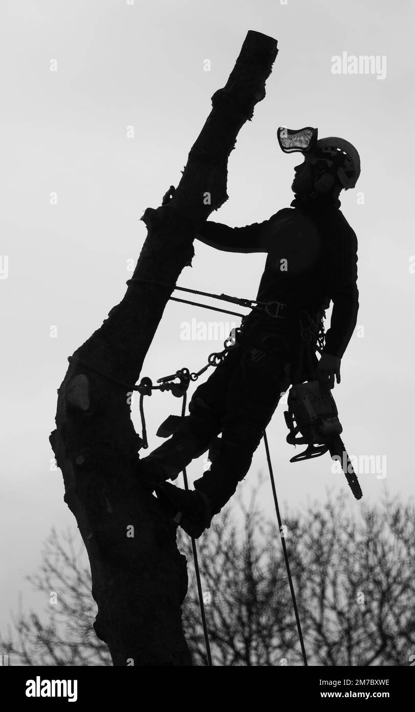 Tree Surgeon Silhouette Stock Photo - Alamy