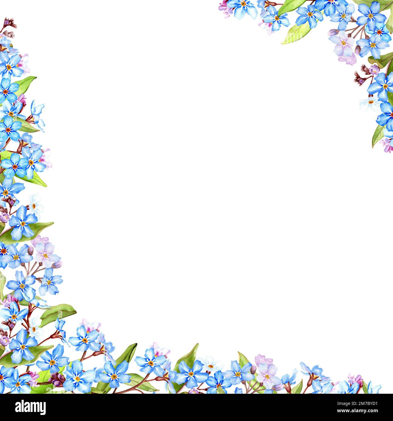 Forget-me-not flowers frame, watercolor illustration isolated on white ...