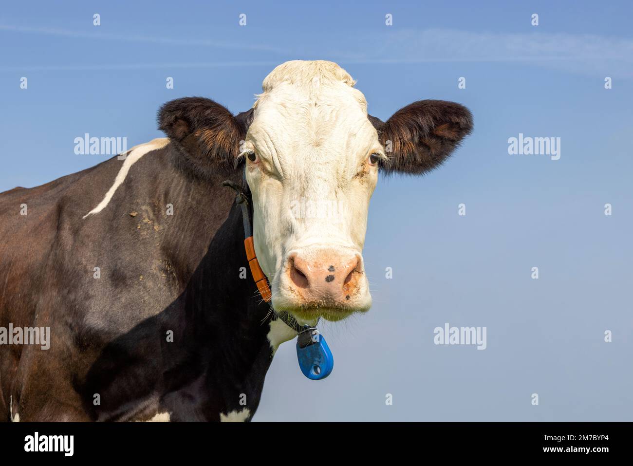 Fleckvieh cow, black and white gentle and grumpy looking, pink nose, in ...