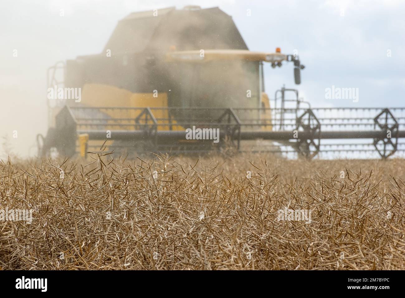 New Holland CR9080 combine harvesting a crop of Rapeseed, North ...