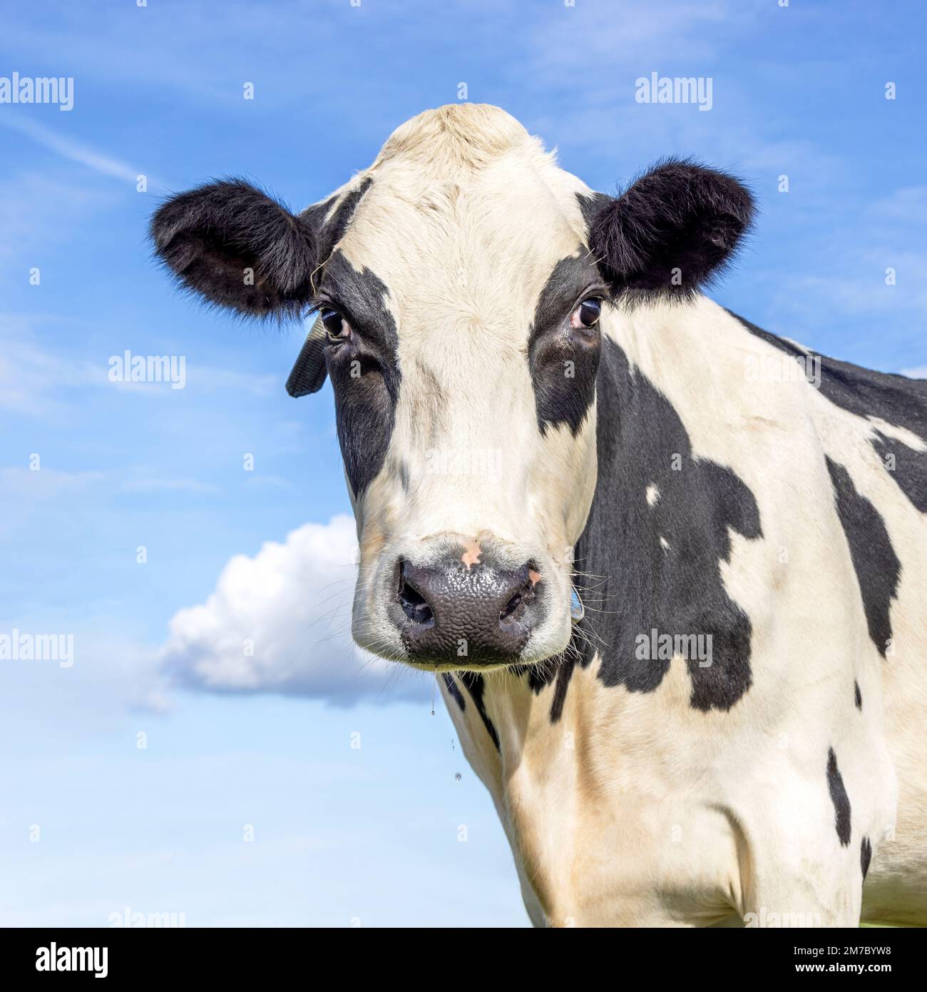 Dairy Cow Face