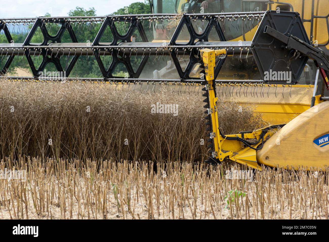New Holland CR9080 combine harvesting a crop of Rapeseed, North ...