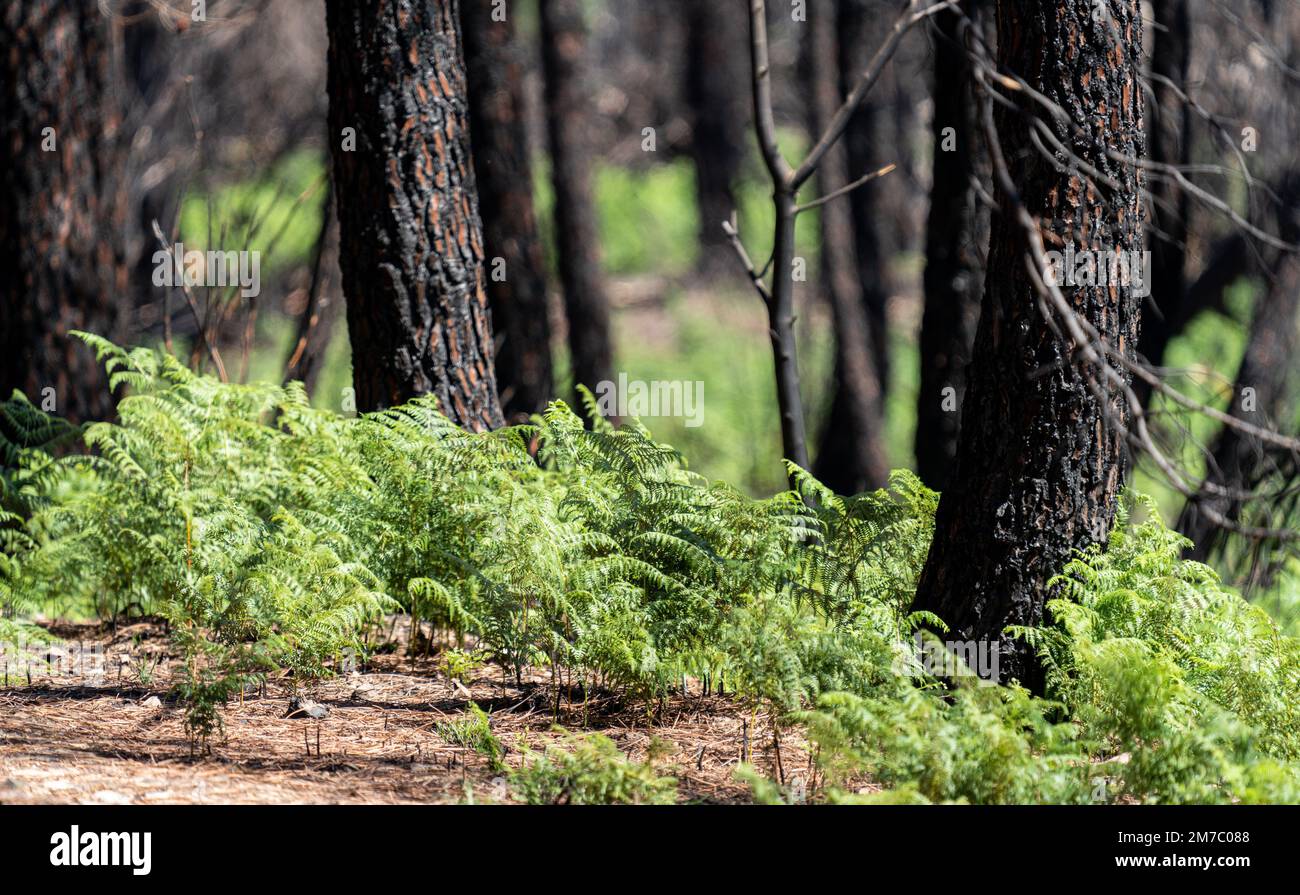 Bright green fern growing after huge fire Stock Photo - Alamy