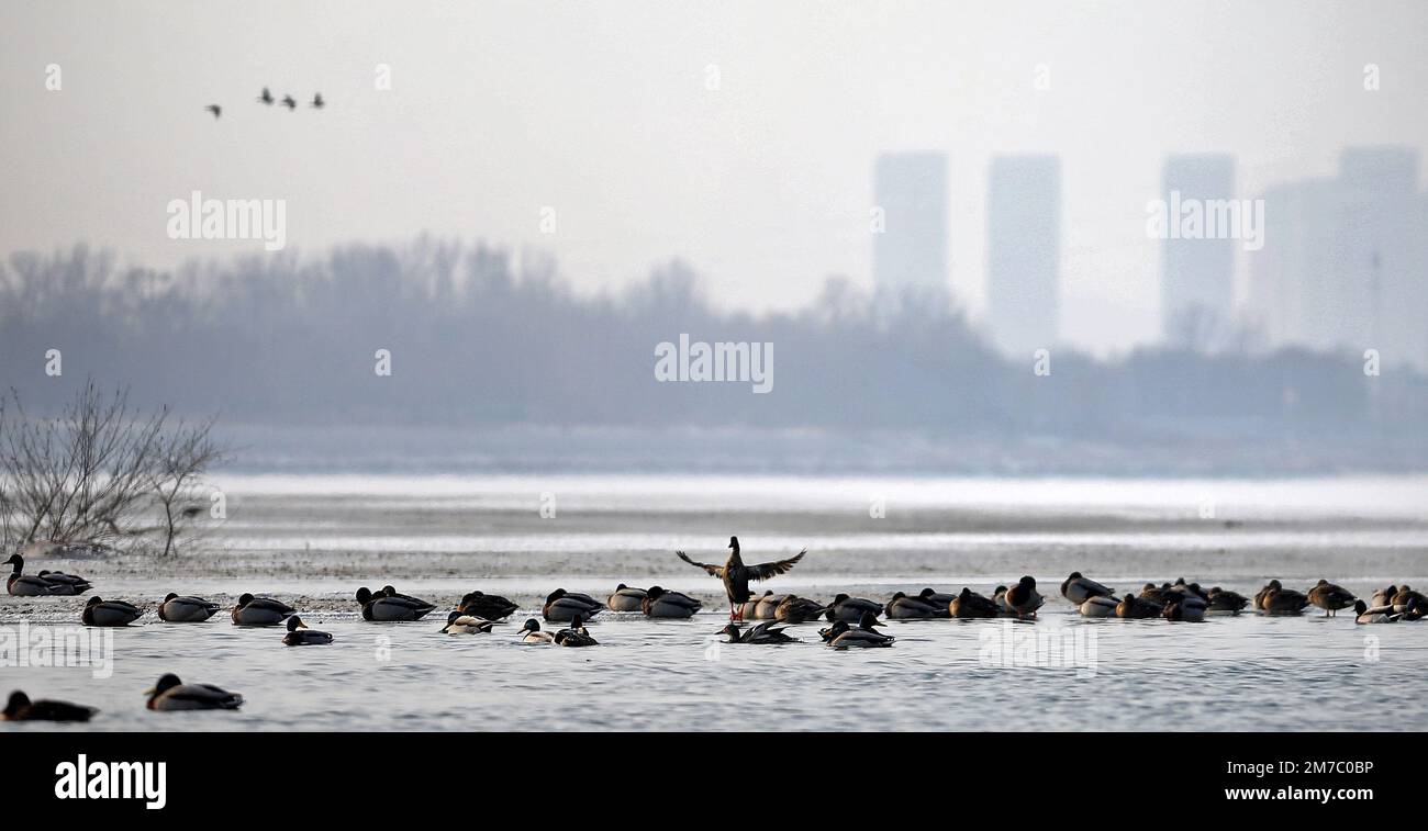 Shenyang. 7th Jan, 2023. This photo taken on Jan. 7, 2023 shows ...