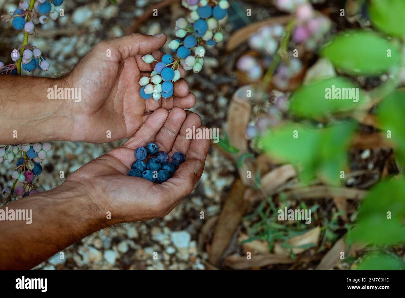 Unrecognizable man hands picking ripe blueberries close up shoot , full ...