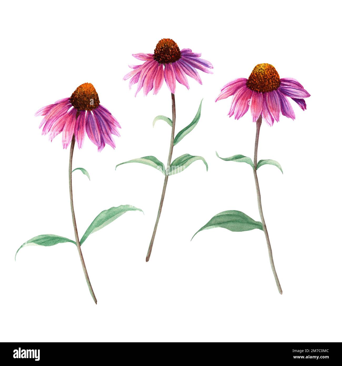 Herb flower Echinacea. Watercolor illustration isolated on white Stock ...
