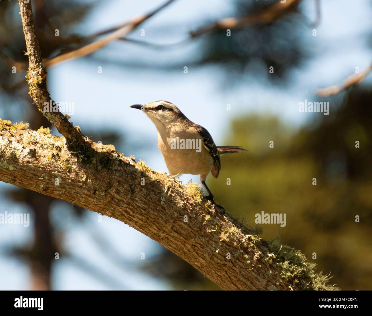 Little bird on a Branch Stock Photo - Alamy