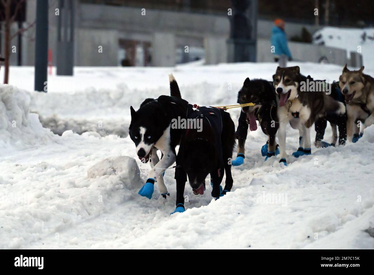 Some hundred meters after the Finmarslopet start line, a sled dog team ...
