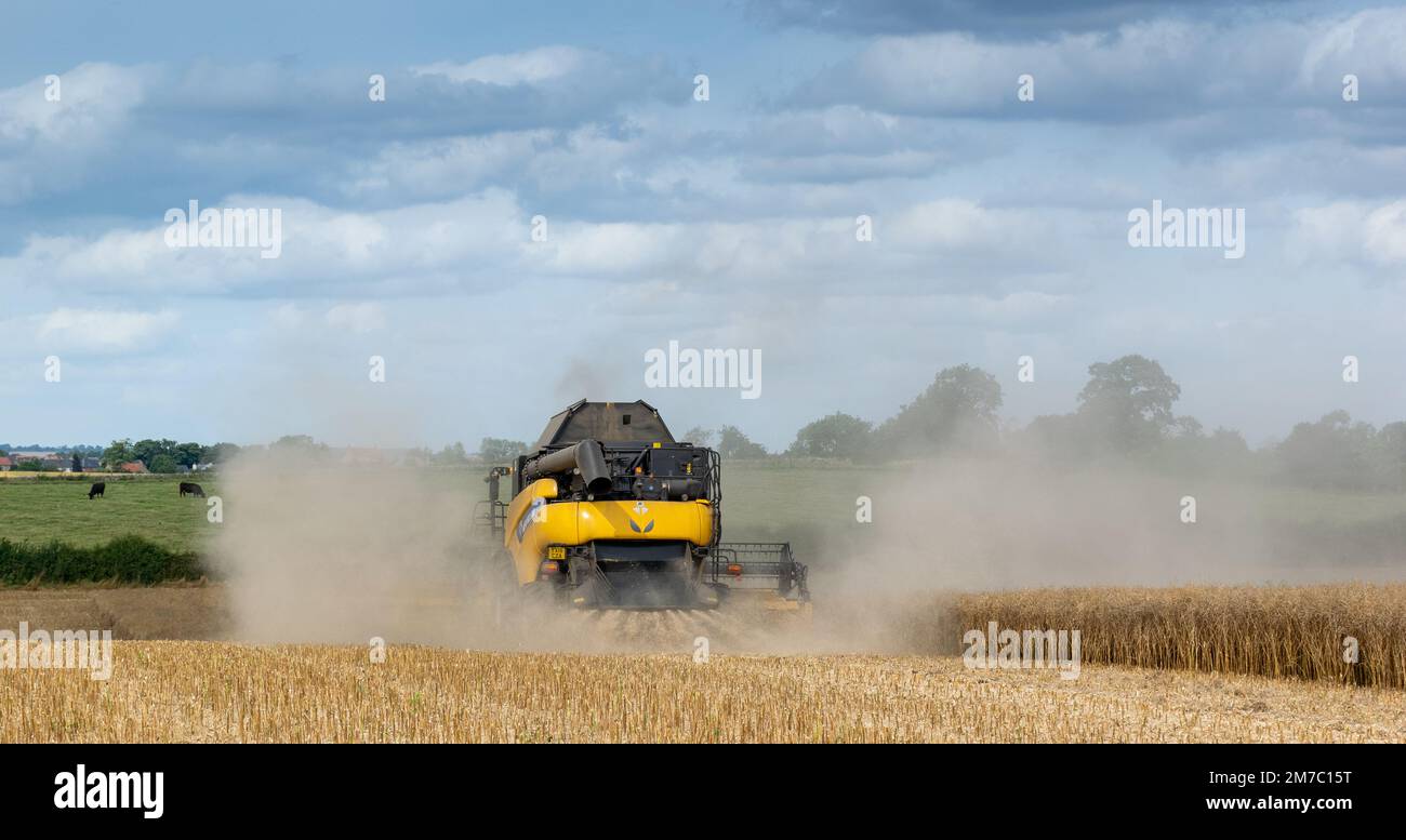 New Holland CR9080 combine harvesting a crop of Rapeseed, North ...