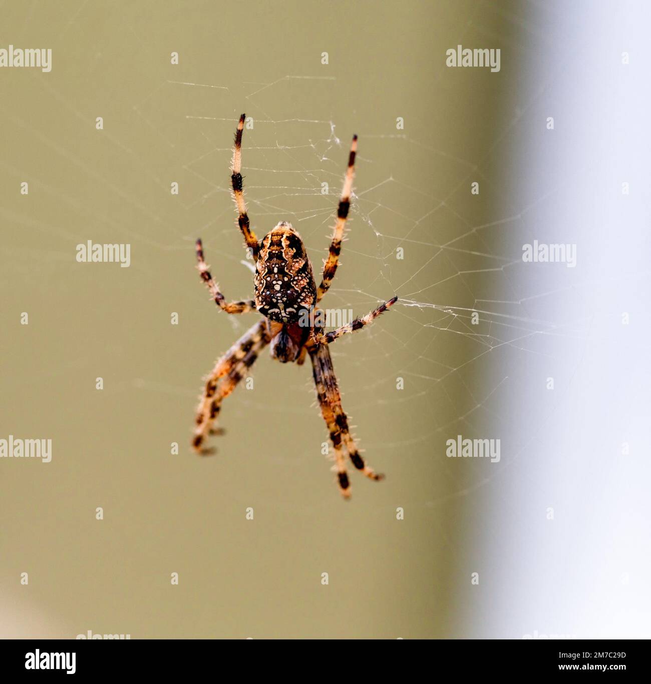 cross orbweaver, European garden spider, cross spider (Araneus ...