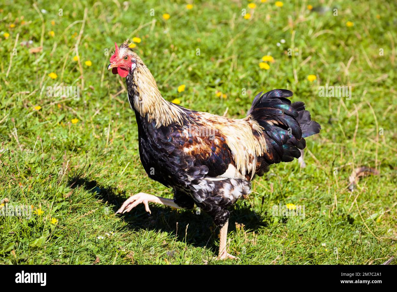Glückliche hühner hi-res stock photography and images - Alamy