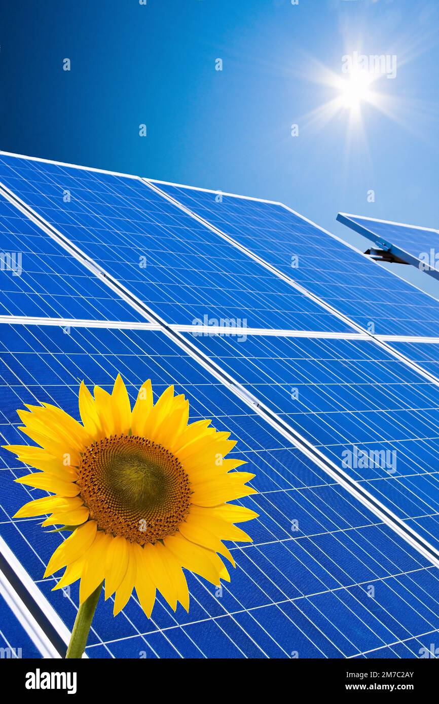 common sunflower (Helianthus annuus), solar panels, Austria Stock Photo ...