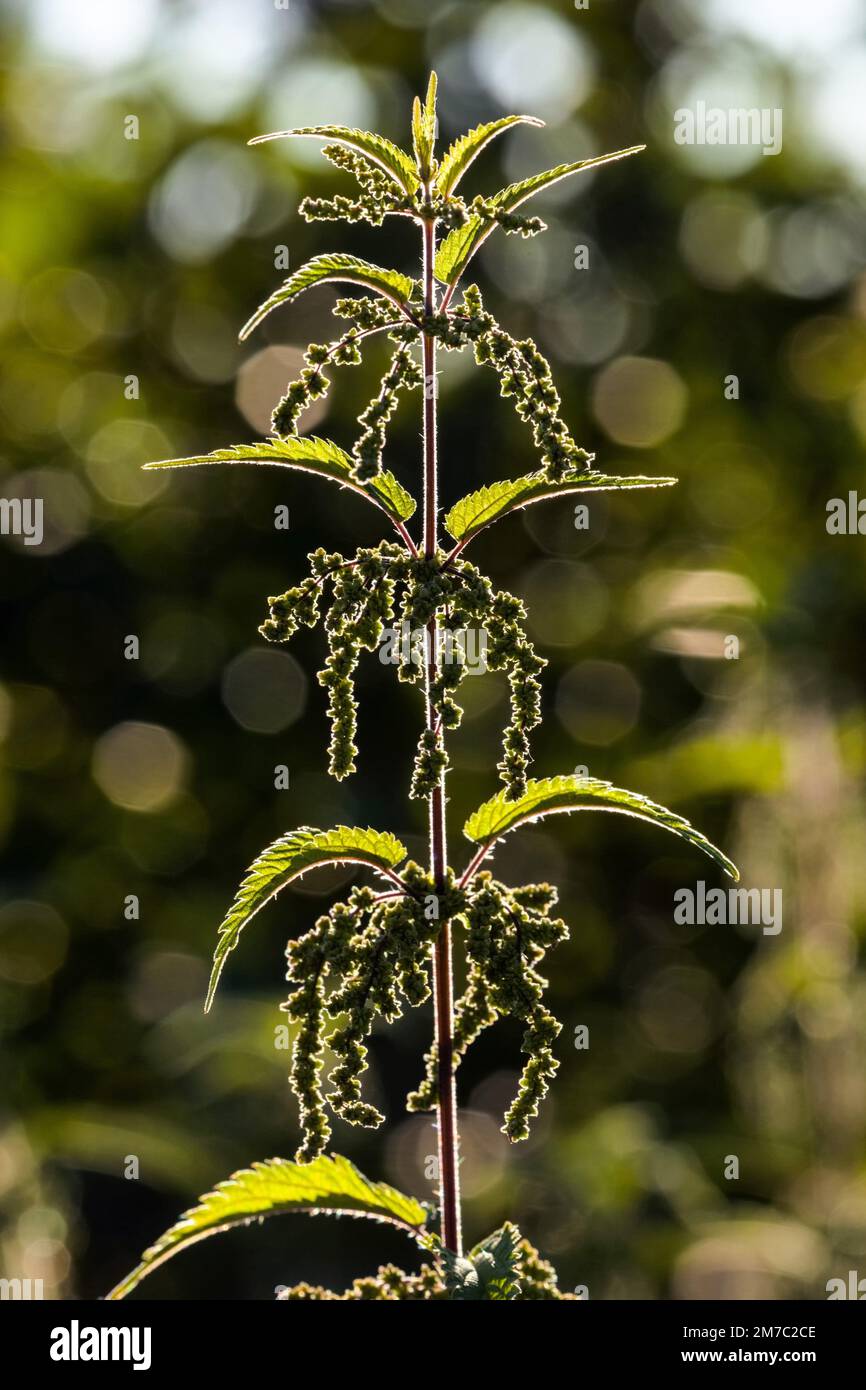 common nettle, stinging nettle, nettle leaf, nettle, stinger (Urtica ...