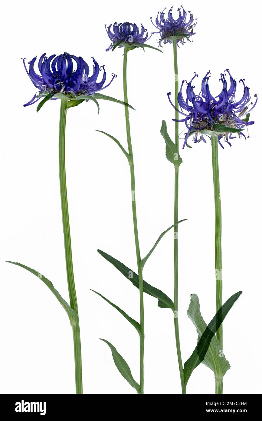 Round-headed rampion, Round headed rampion, Pride of Sussex (Phyteuma ...