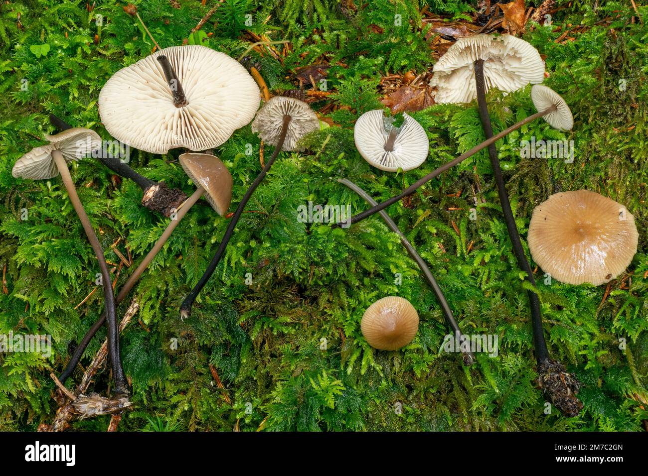 garlic parachute (Marasmius alliaceus, Mycetinis alliaceus), fruiting ...