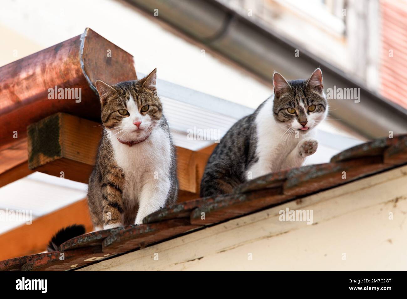 domestic cat, house cat (Felis silvestris f. catus), two cats on a roof ...