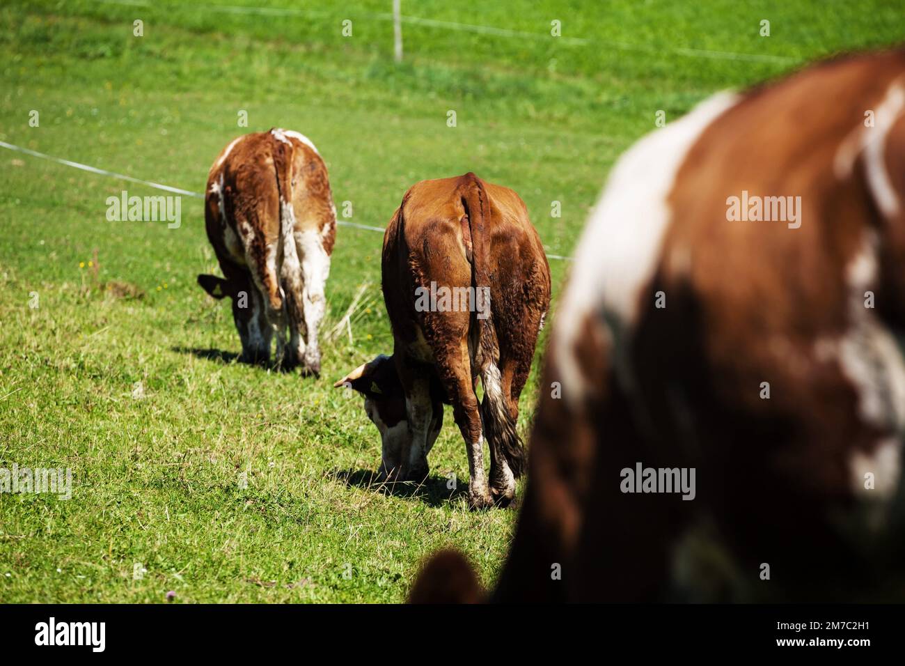 domestic cattle (Bos primigenius f. taurus), grazing milkers on a ...