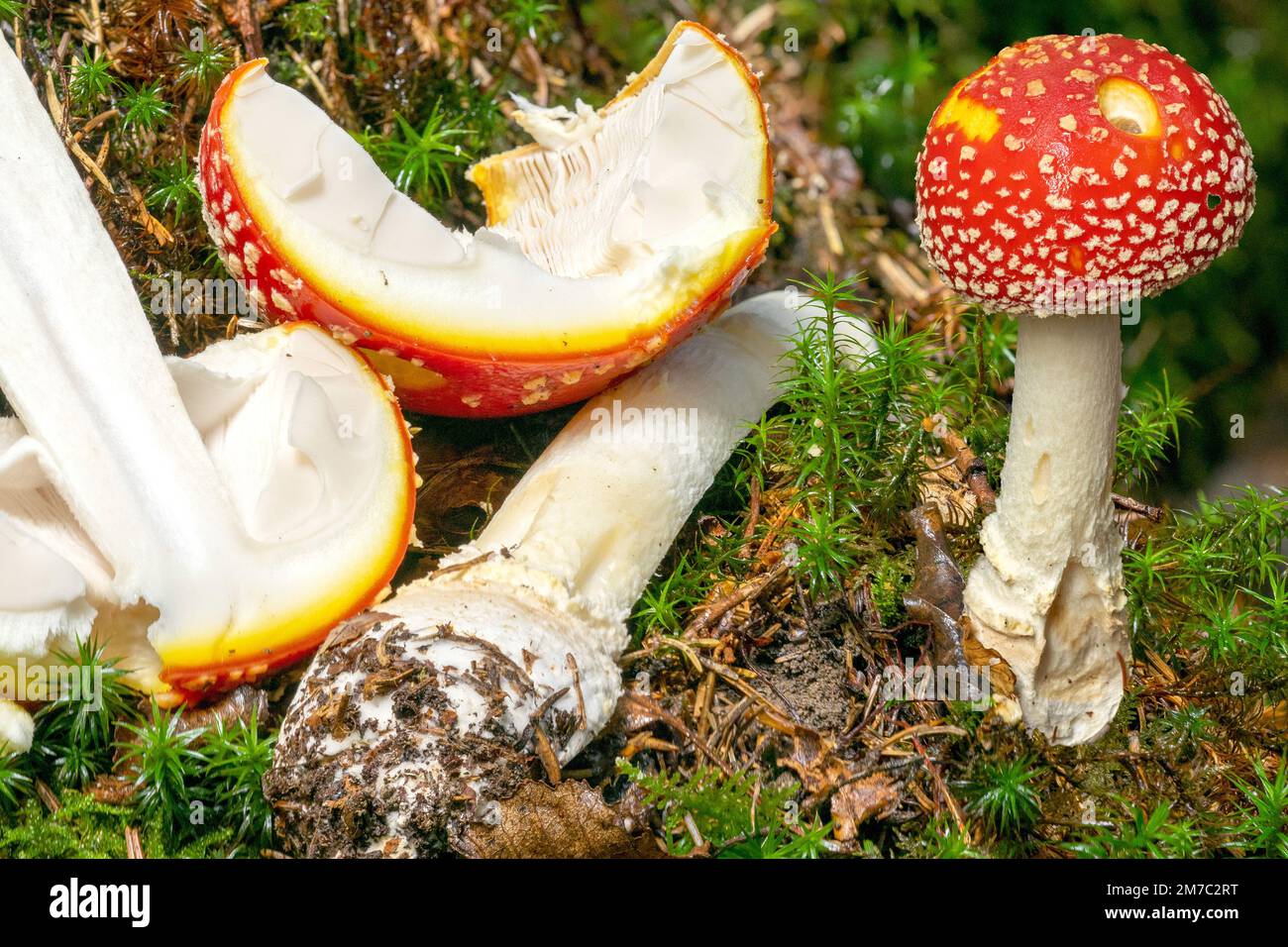 fly agaric, fly amanita (Amanita muscaria), fruiting bodies on the ...