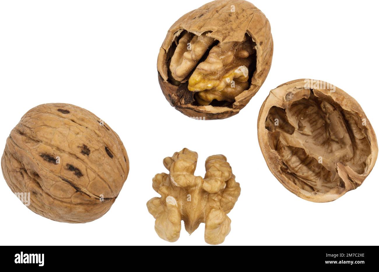 walnut (Juglans regia), walnuts, partially broken, cut out Stock Photo ...