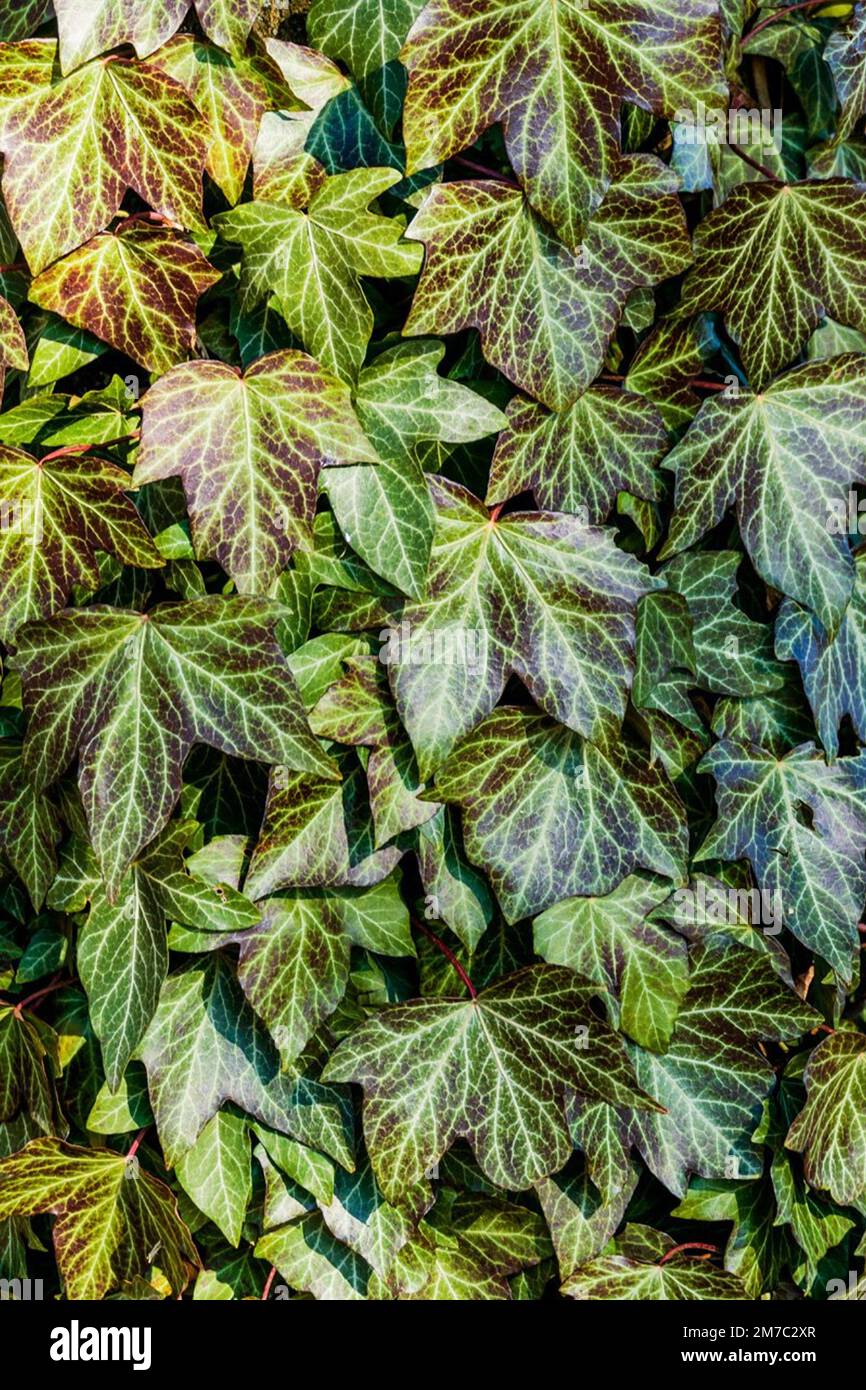 English ivy, common ivy (Hedera helix), ivy leaves Stock Photo - Alamy