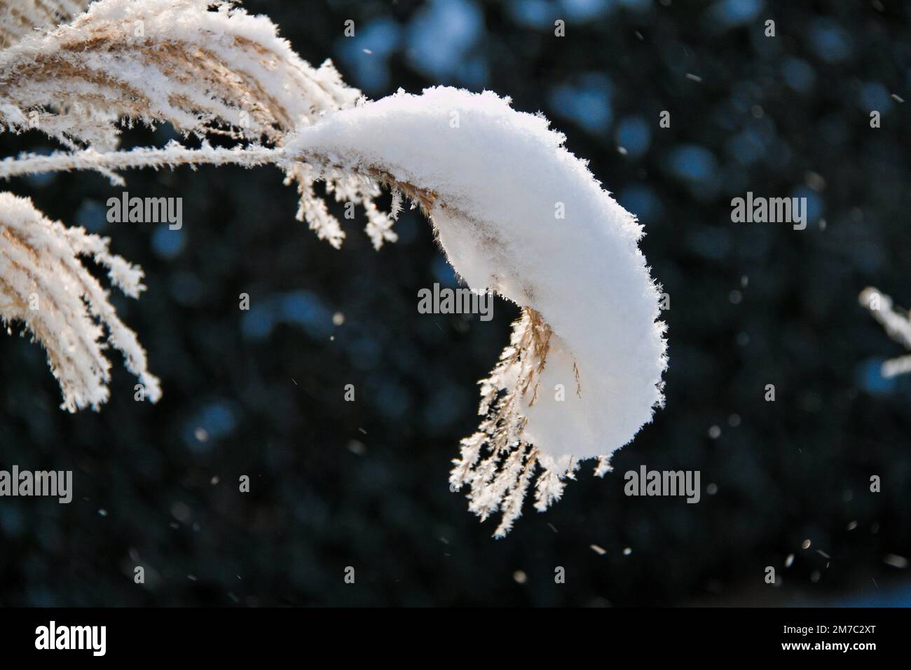 Chinese silver grass, Zebra grass, Tiger grass (Miscanthus sinensis ...